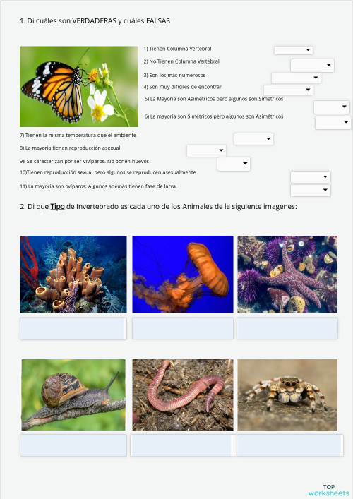 Ejercicios Repaso Invertebrados. Ficha interactiva | TopWorksheets