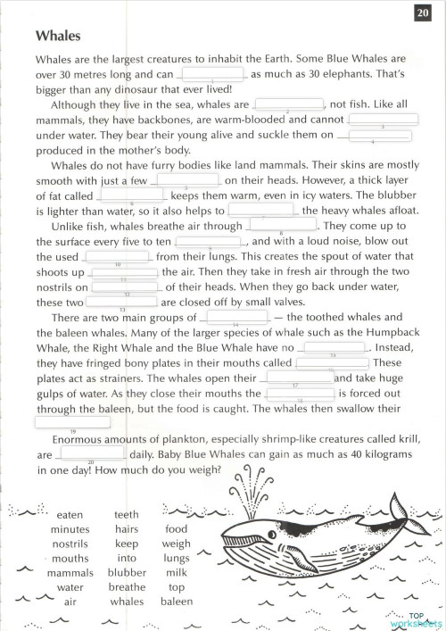 Unit 20 Whales. Interactive worksheet | TopWorksheets