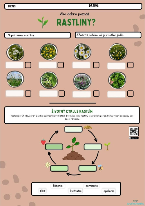 pracovný list rastliny. Interactive worksheet | TopWorksheets