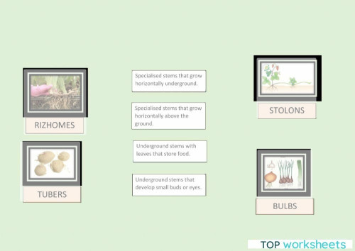 Asexual reproduction in plants. Interactive worksheet | TopWorksheets