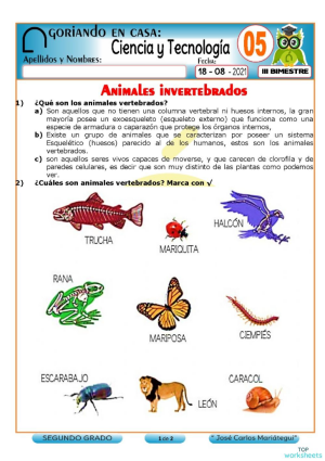 ANIMALES INVERTEBRADOS. Ficha interactiva | TopWorksheets