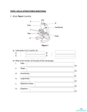 CELLS (STRUCTURED QUESTIONS). Interactive worksheet | TopWorksheets