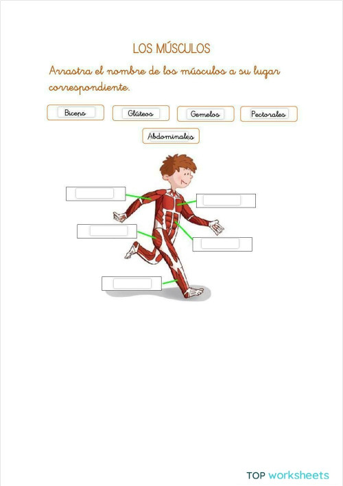 Los músculos. Ficha interactiva | TopWorksheets