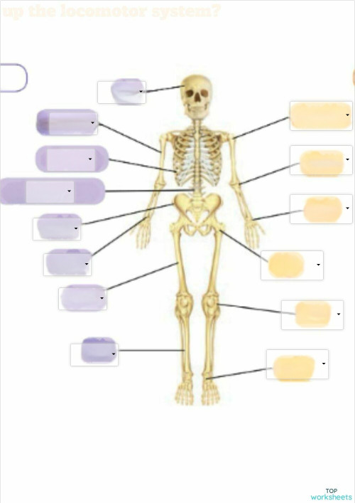 Unit 2 Muscular and Skeletal system. Interactive worksheet | TopWorksheets