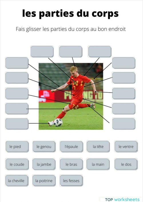 Les parties du corps. Fiche interactive | TopWorksheets