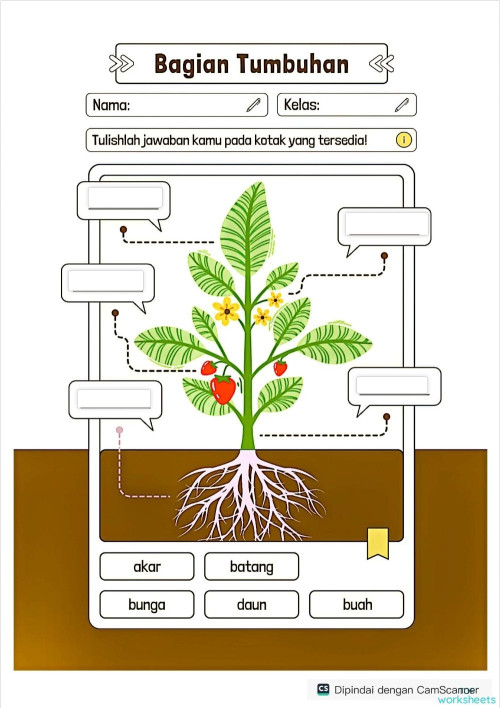 LKPD bagian tumbuhan. Interactive worksheet | TopWorksheets