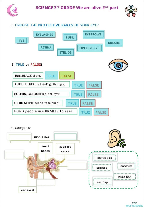 SCIENCE 3RD We are alive 2nd part. Interactive worksheet | TopWorksheets