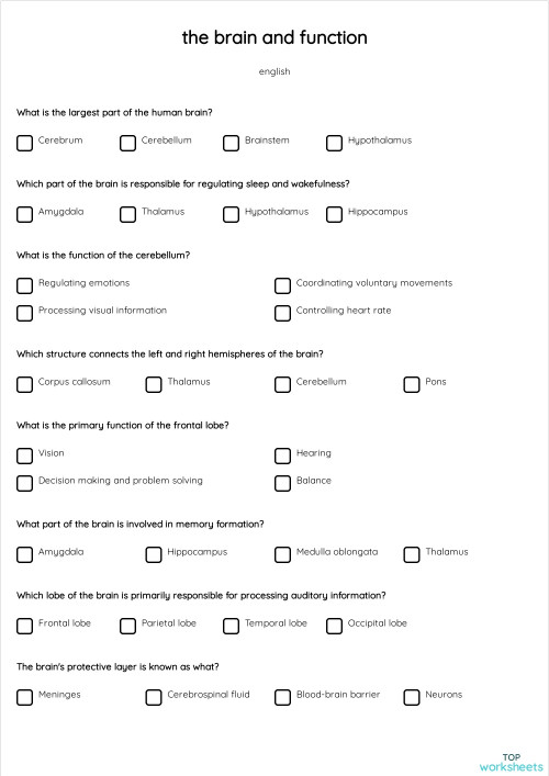 the brain and function. Interactive worksheet | TopWorksheets