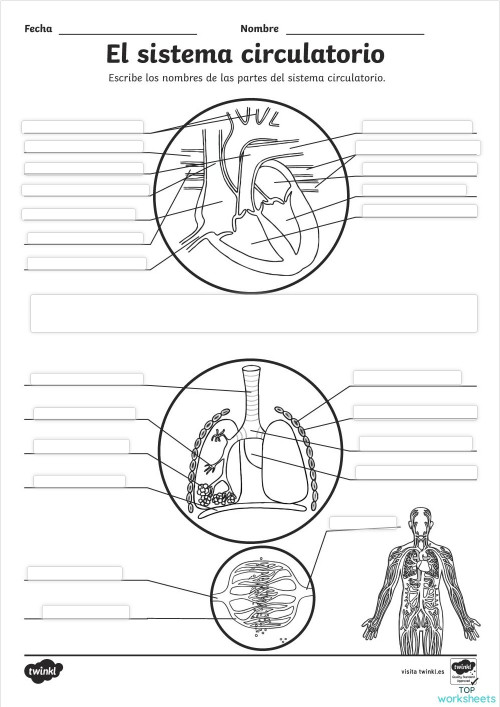 El sistema circulatorio. Ficha interactiva | TopWorksheets