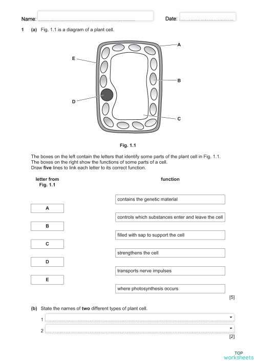 Root hair cells 1. Interactive worksheet | TopWorksheets