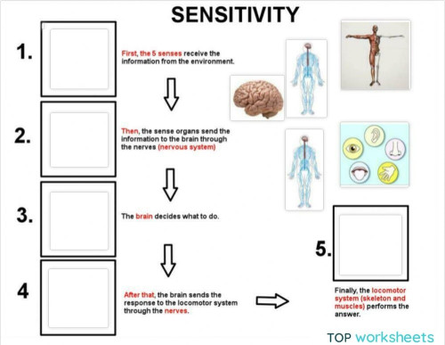 SENSITIVITY - INTERACTION. Interactive worksheet | TopWorksheets