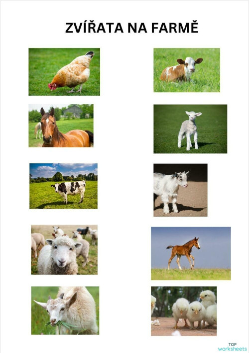Sinice a řasy. Interaktivní pracovní list | TopWorksheets