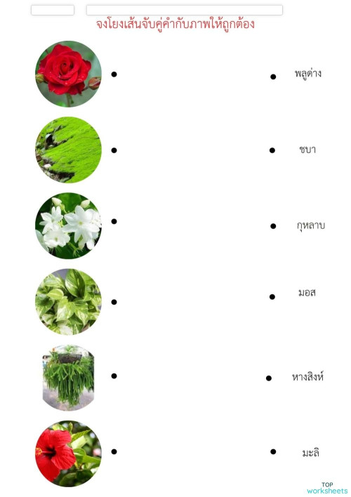 จงโยงเส้นจับคู่คำกับภาพให้ถูกต้อง ใบงานเชิงโต้ตอบ Topworksheets