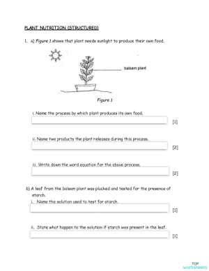 Plant nutrition (Structured questions). Interactive worksheet ...