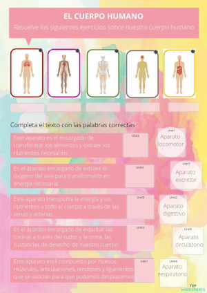 Aparatos del cuerpo humano. Ficha interactiva | TopWorksheets