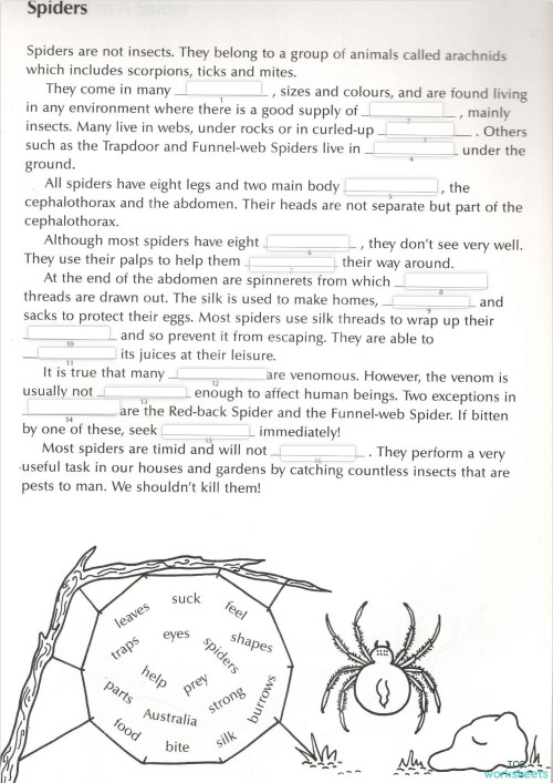 9. Spiders Cloze. Interactive worksheet | TopWorksheets