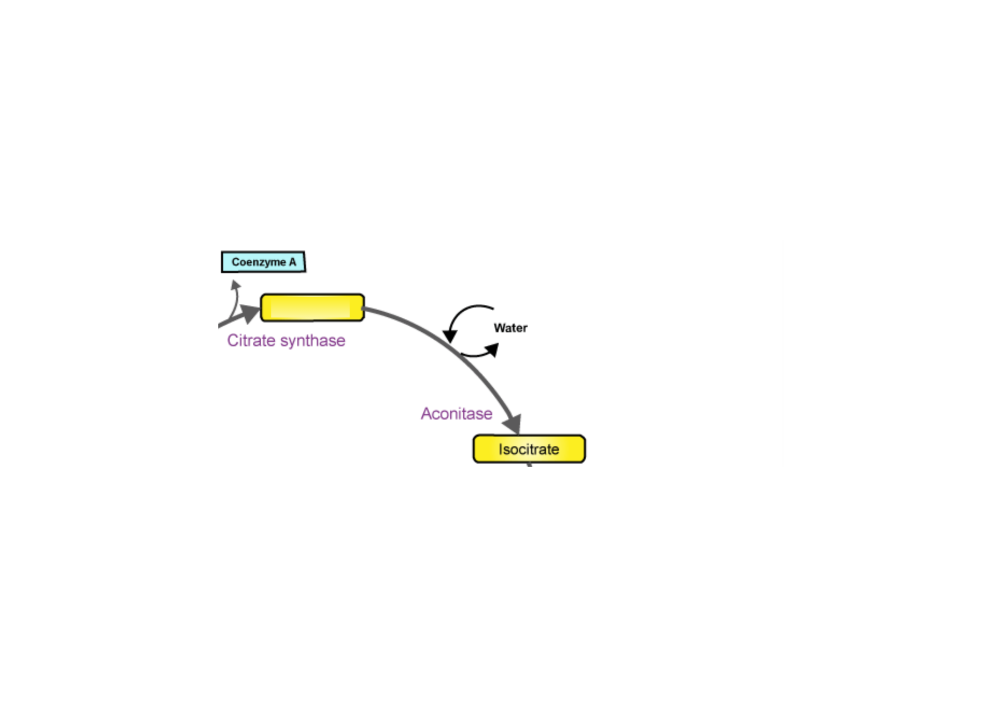 Citric Acid Cycle Krebs Cycle Interactive Worksheet Topworksheets