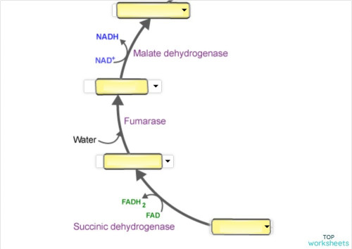 Citric Acid Cycle Krebs Cycle Interactive Worksheet Topworksheets