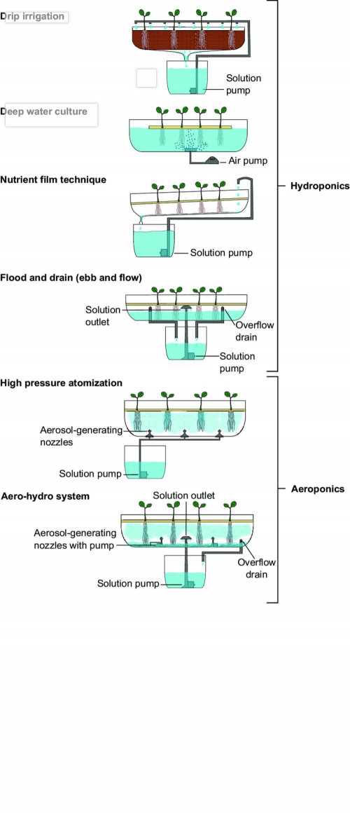 hydroponics. Interactive worksheet | TopWorksheets