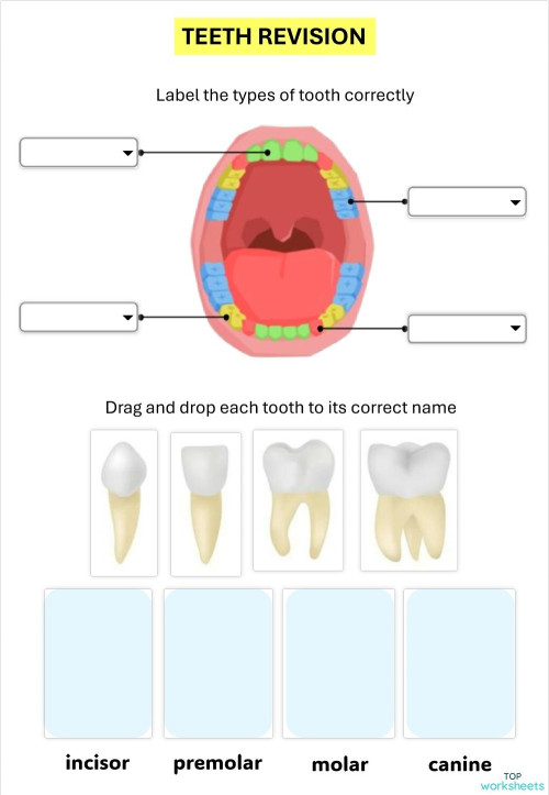 Teeth Revision. Interactive worksheet | TopWorksheets