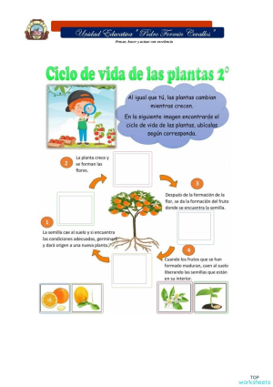 Ciclo de Vida. Ficha interactiva | TopWorksheets