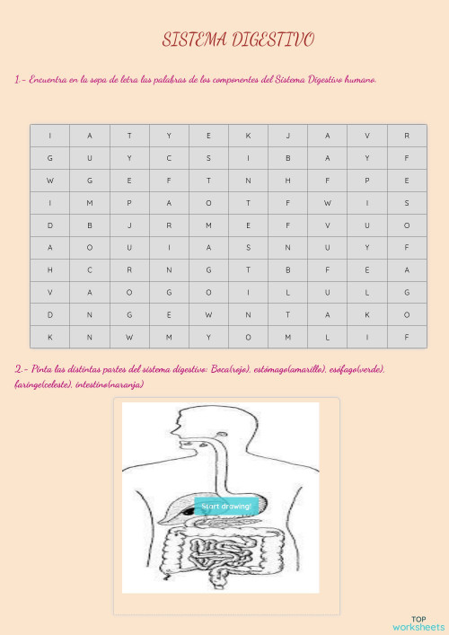 SISTEMA DIGESTIVO. Ficha interactiva | TopWorksheets