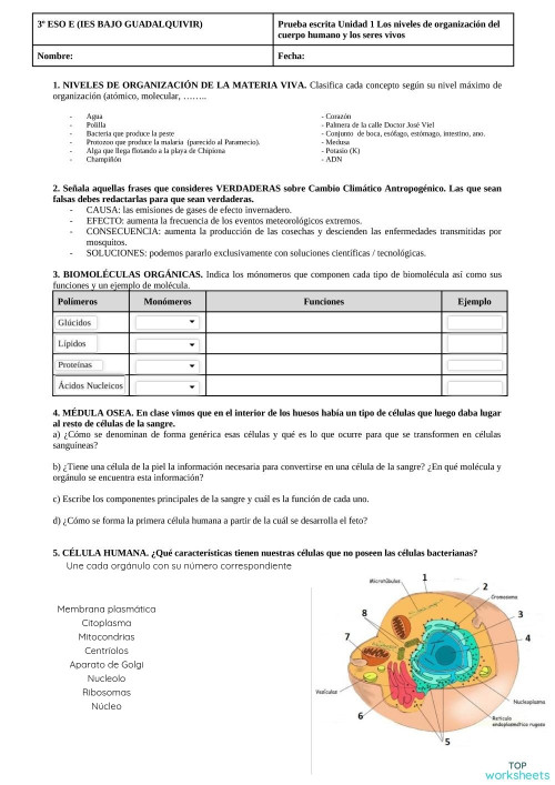 Ejercicios sobre Organización de los Seres Vivos. Ficha interactiva ...