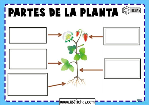 LAS PLANTAS. Ficha interactiva | TopWorksheets