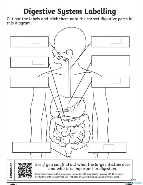 digestive system. Interactive worksheet | TopWorksheets