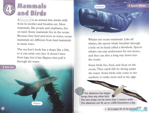 Mammals and birds. Interactive worksheet | TopWorksheets