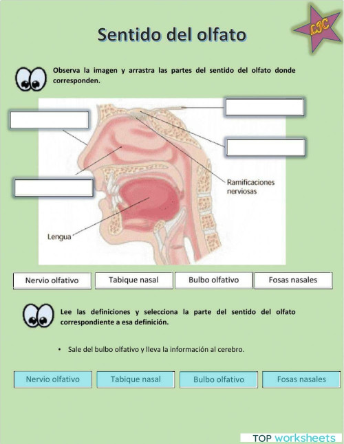 Sentido del olfato. Ficha interactiva | TopWorksheets