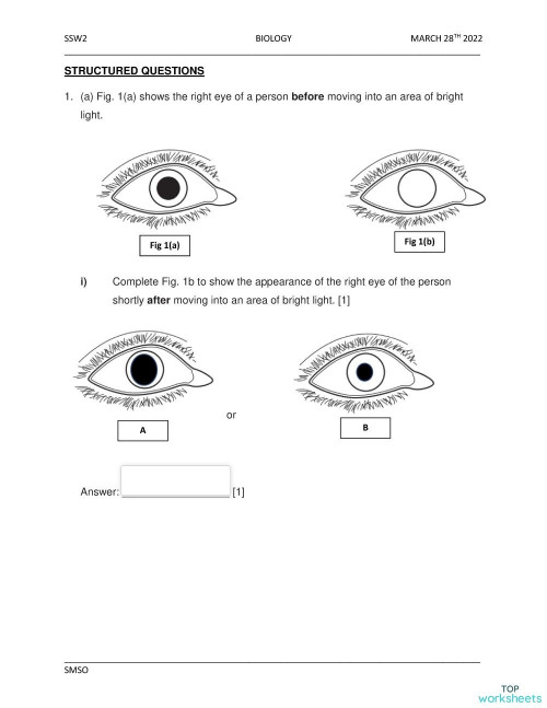 SSW 2- EYES- 11SC (2022). Interactive worksheet | TopWorksheets