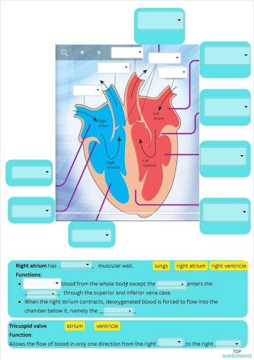 (1U3)F3ScTBpg87. Interactive worksheet | TopWorksheets
