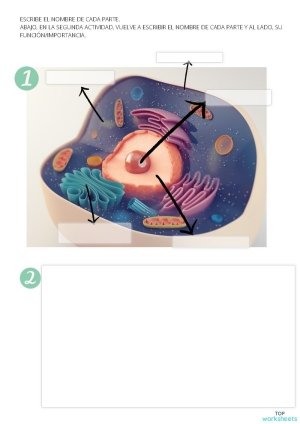 CÉLULA ANIMAL, partes. Ficha interactiva | TopWorksheets