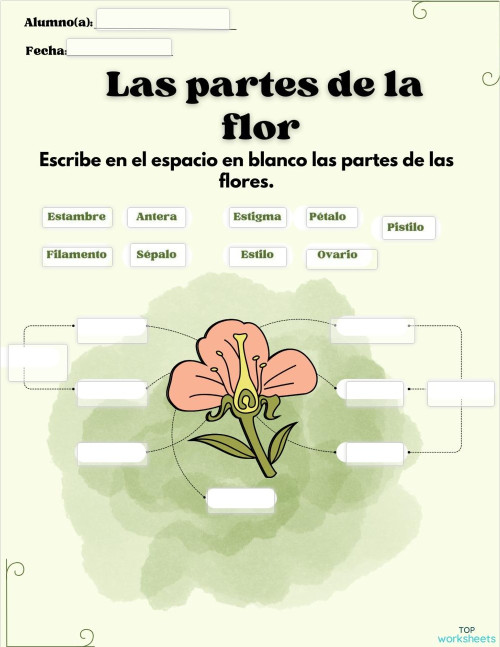 Las partes de la flor. Ficha interactiva | TopWorksheets