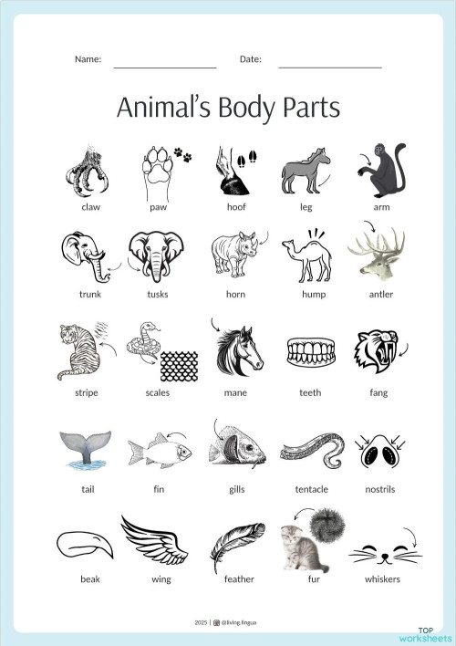 Animal's Body Parts English Worksheet. Interactive worksheet ...