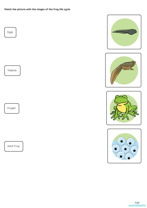 Froggy's Life Cycle. Interactive worksheet | TopWorksheets