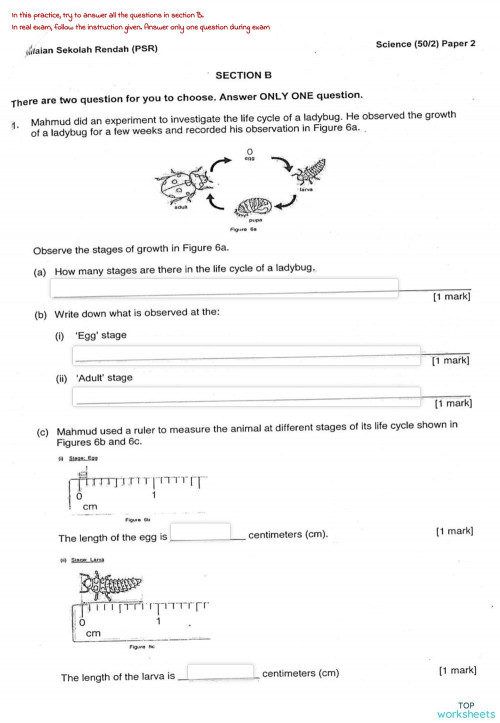PSR 2016 P2_SEC B. Interactive worksheet | TopWorksheets
