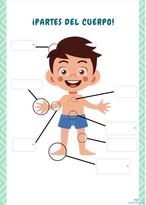 Partes del cuerpo Humano. Ficha interactiva | TopWorksheets