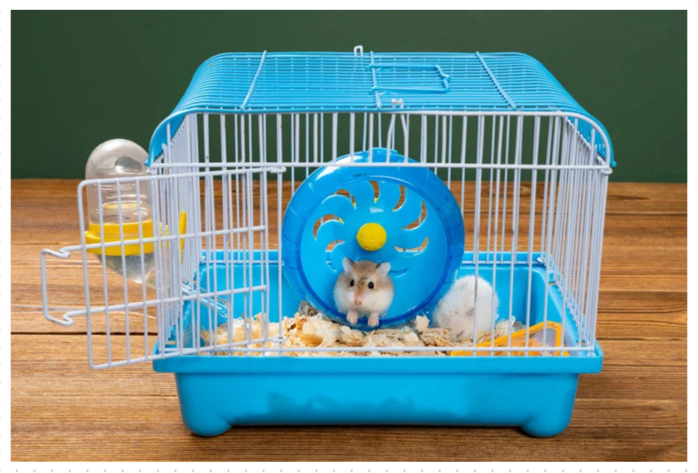 All about Pets. Interactive worksheet | TopWorksheets