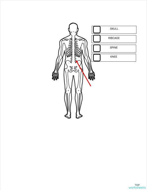 Checkboxes Interactive Worksheet Topworksheets