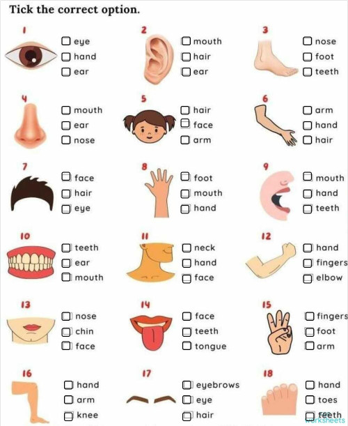 My Body Worksheet. Interactive worksheet | TopWorksheets