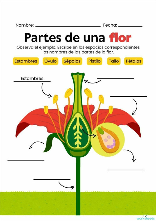 Hoja de Trabajo Partes de una Flor Ilustrado Verde. Ficha interactiva ...