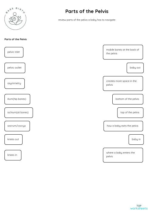 Parts of the Pelvis. Interactive worksheet | TopWorksheets