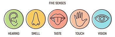 My favourite sense. Interactive worksheet | TopWorksheets