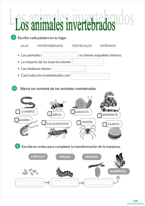 Animales invertebrados. Ficha interactiva | TopWorksheets