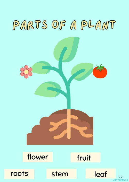 Parts of the a plant. Interactive worksheet | TopWorksheets