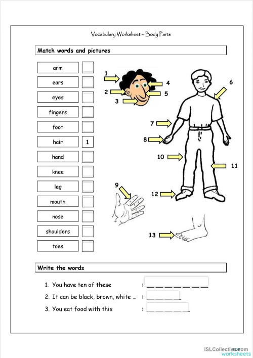 body part worksheet. Interactive worksheet | TopWorksheets