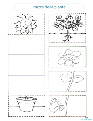 Hoja De Trabajo Sobre Las Partes De Una Planta Ficha De Las Partes De