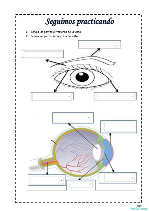 Hojas De Trabajo Sobre Las Partes De Los Ojos EHC Presenta Boxeo